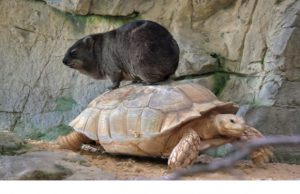 Top 20 shared ads of 2015: Android’s 'Friends Furever' tops list ...